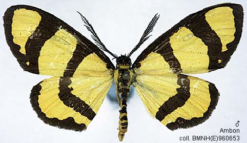 Papua Insects Foundation (Lepidoptera/Geometridae(Ennominae)/Ctimene ...